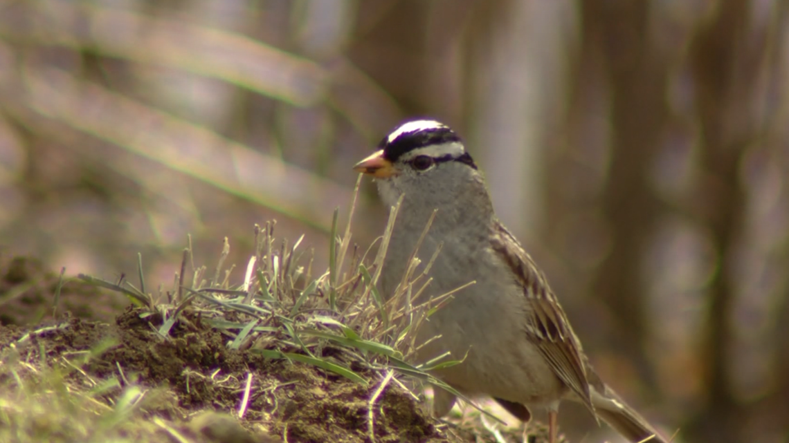 Why West Texas is a popular place for birds to migrate to during the ...