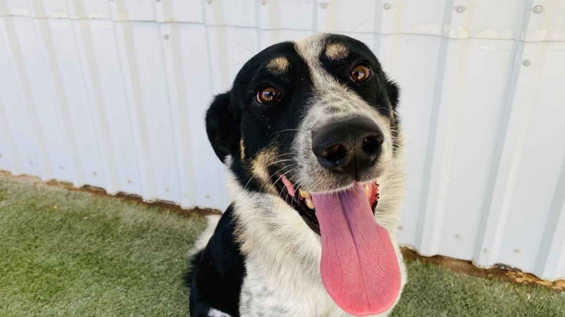 Meet Apollo, NewsWest 9's Pet of the Week | newswest9.com