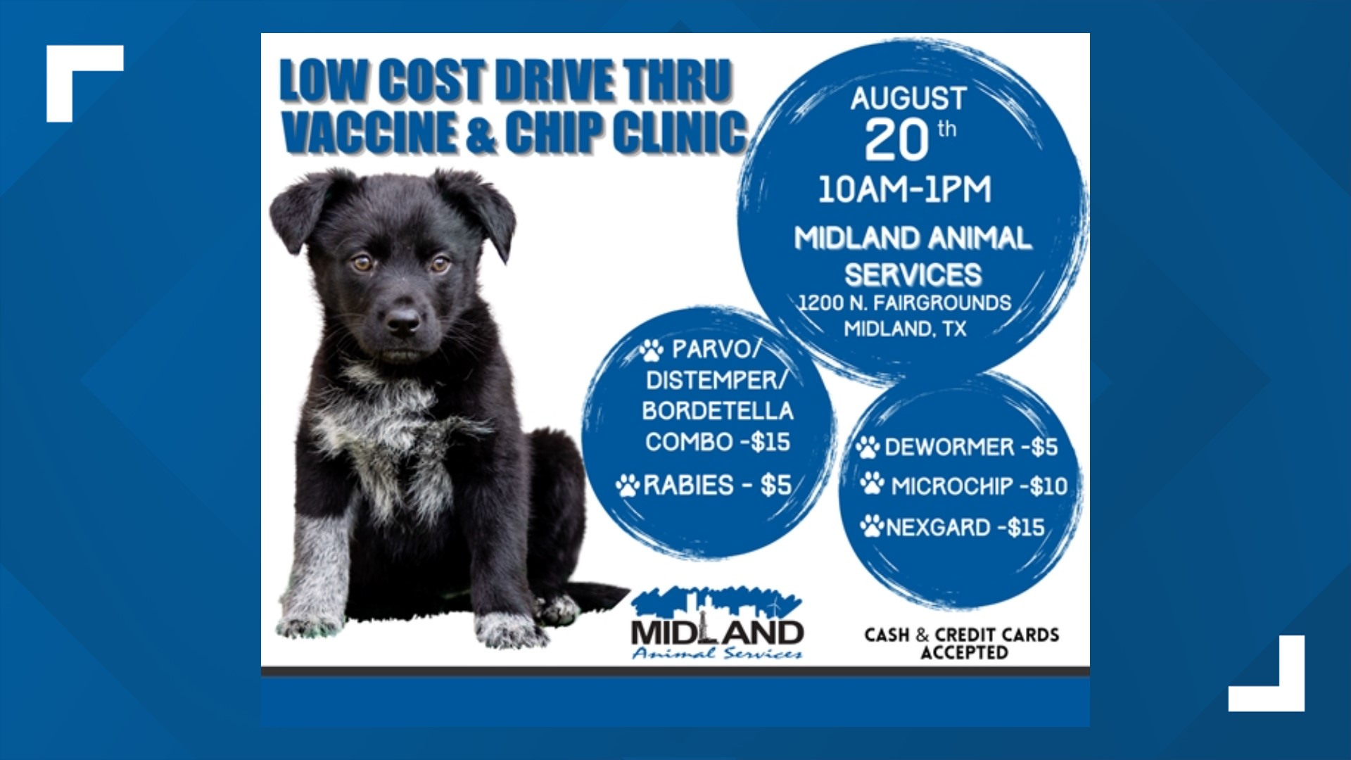 Midland Animal Services offering cheap pet vaccinations | newswest9.com