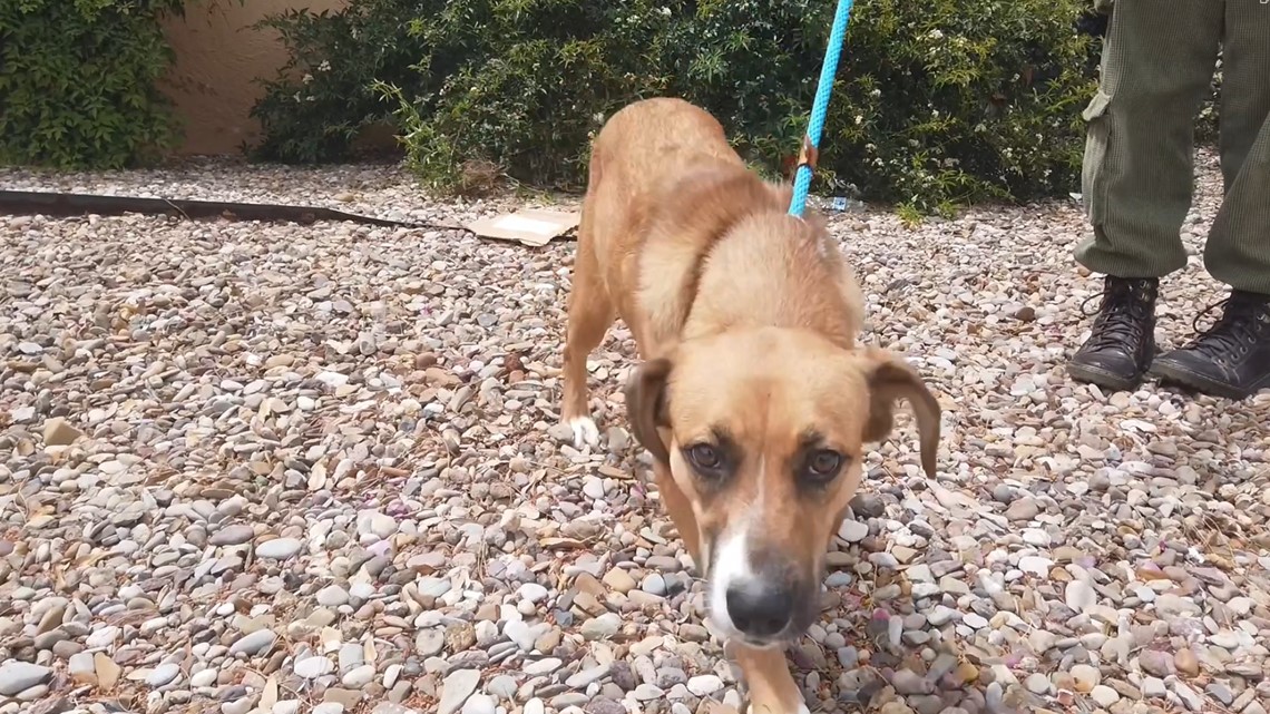 Meet Kristi, NewsWest 9’s Midland Pet of the Week | newswest9.com