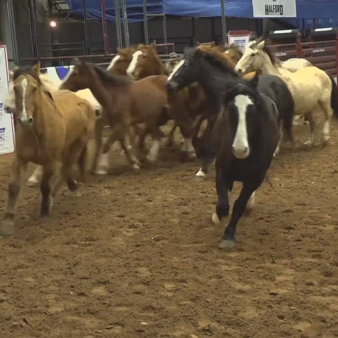 Alexee Trevizo court case proceeds with new motions accepted by NM ...