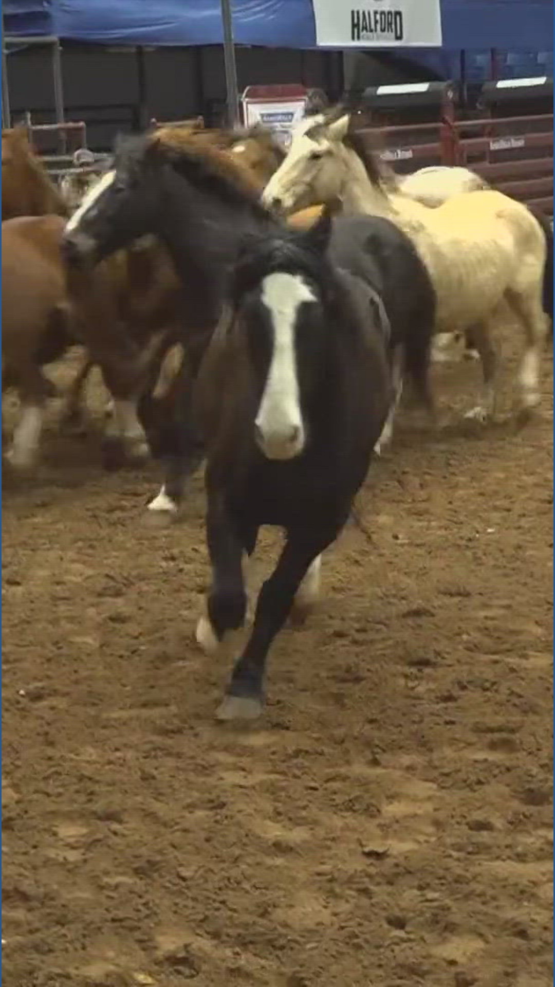 Alexee Trevizo court case proceeds with new motions accepted by NM ...