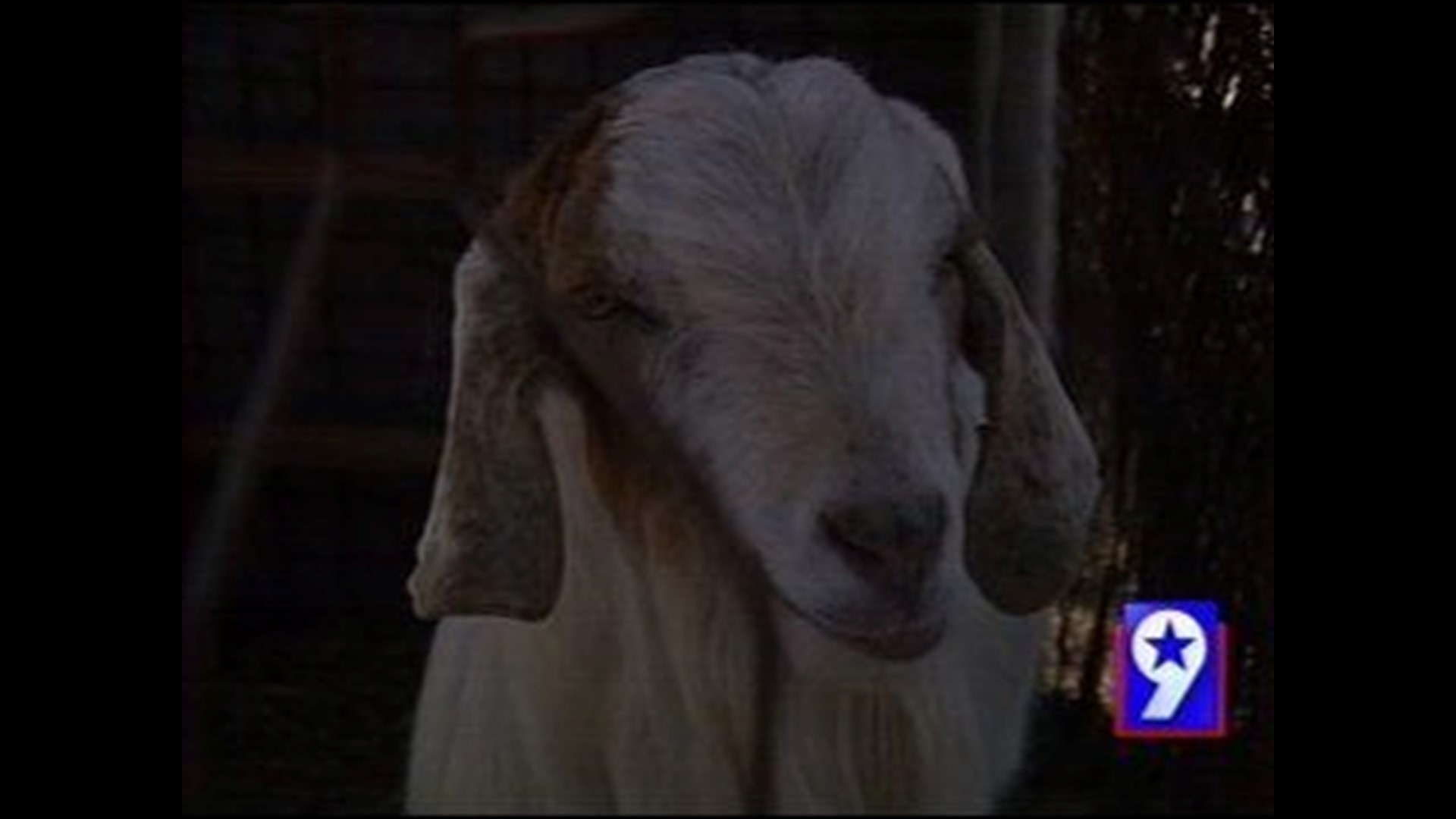 Midland Man Believes Chupacabra Killed Three of His Goats | newswest9.com