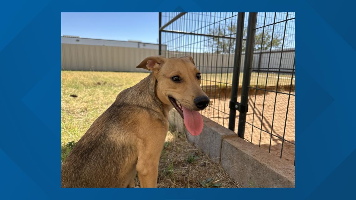 Midland Grand Companion's Pet of The Week: Paco | newswest9.com