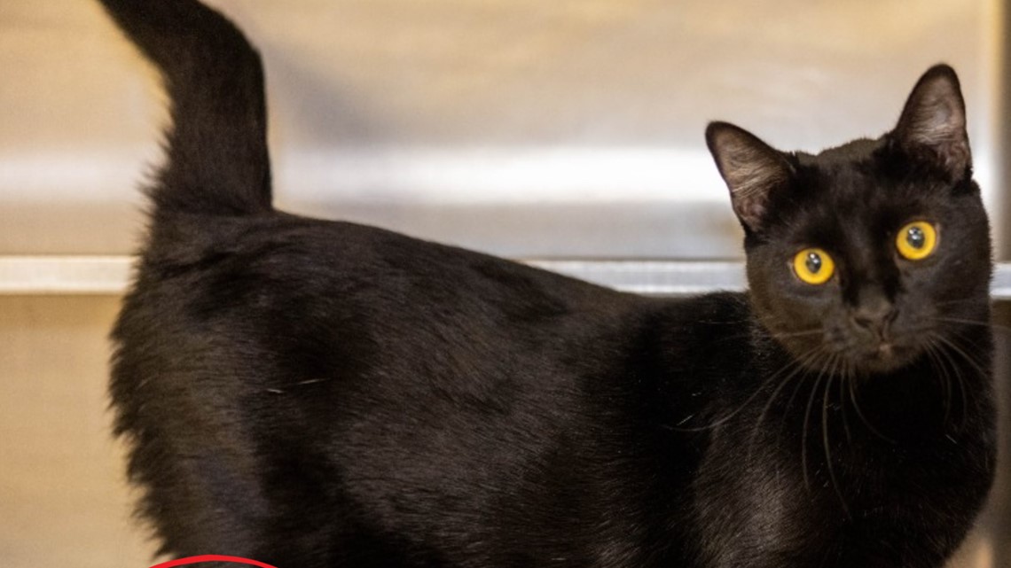 Meet Captain Hook, NewsWest 9's Pet of the Week | newswest9.com