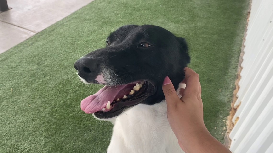 Meet Luna, NewsWest 9's Midland Pet of the Week | newswest9.com