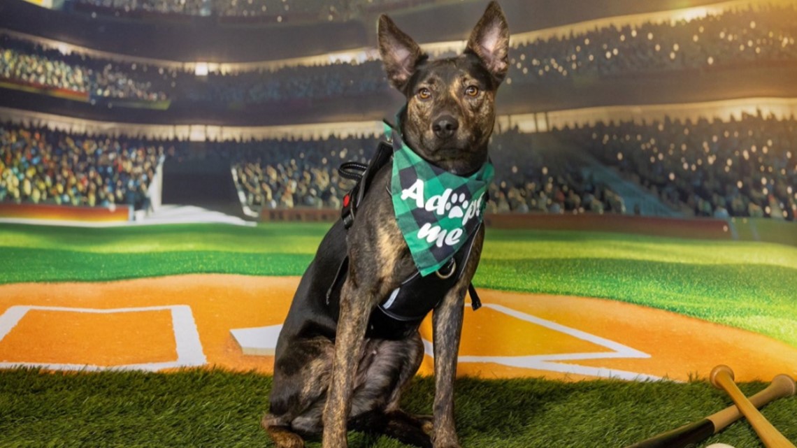 Meet Sparkles, NewsWest 9's Pet of the Week | newswest9.com