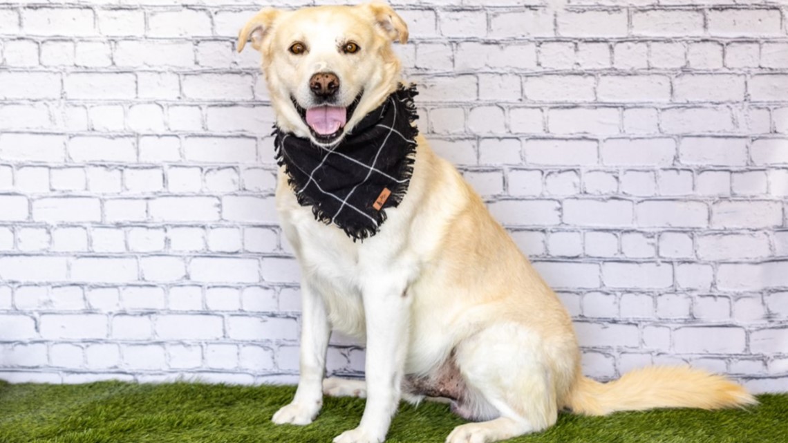 Meet Marley, NewsWest 9’s Pet of the Week | newswest9.com