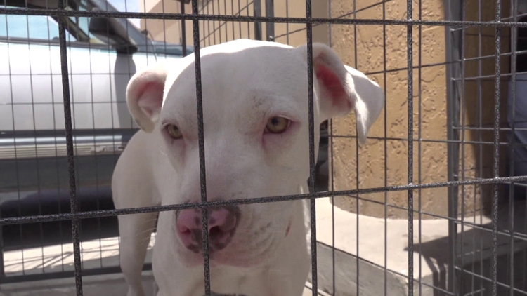 Meet the Team | newswest9.com