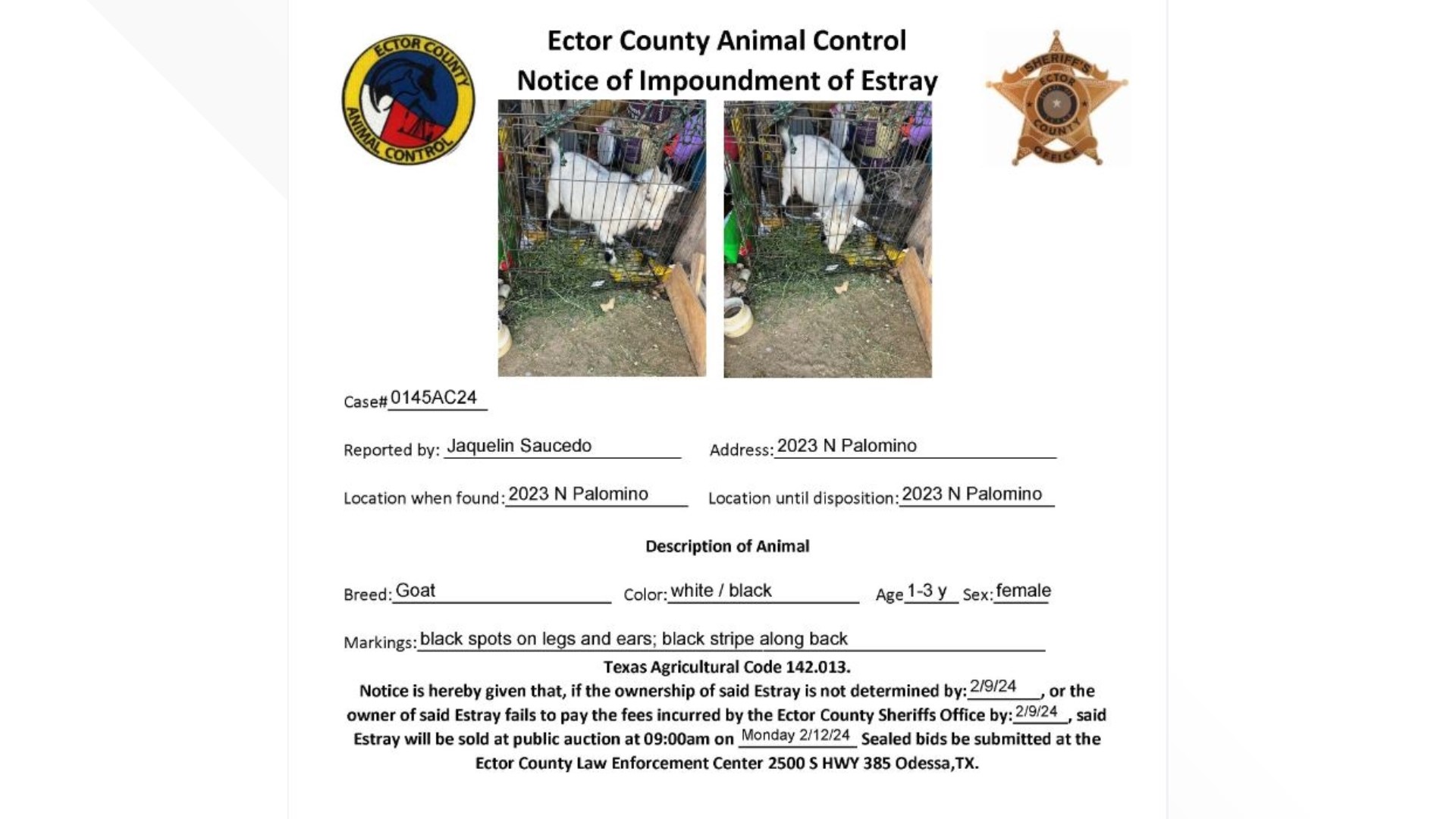 Ector County Sheriff's Office looking for owner of estray goat ...