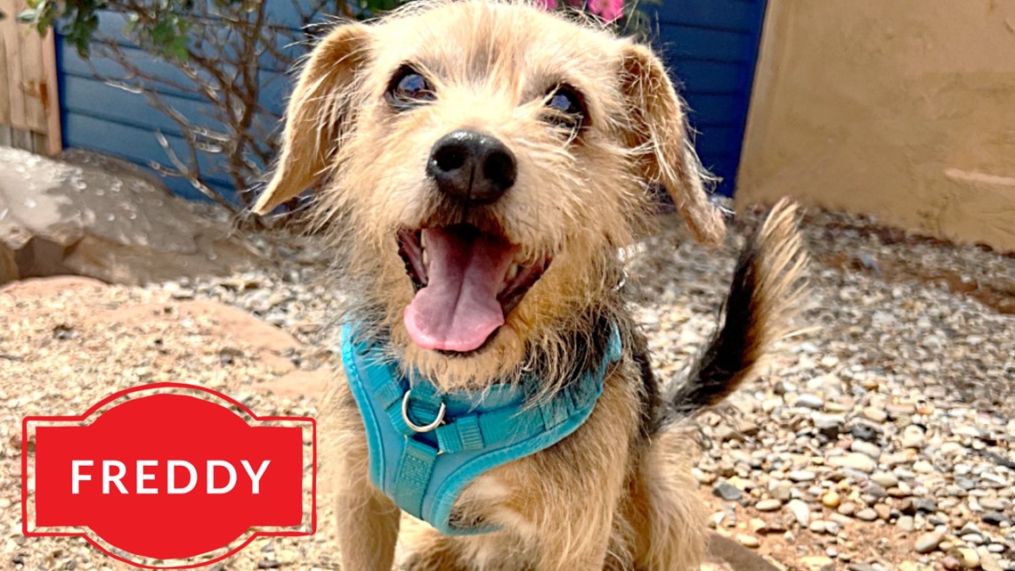Meet Freddie, NewsWest 9's Midland Pet of the Week | newswest9.com