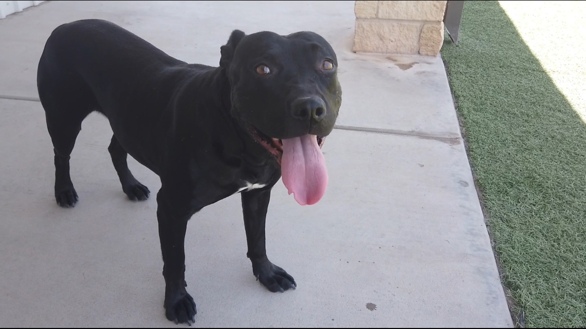 Meet Charlotte, NewsWest 9’s Midland Pet of the Week | newswest9.com