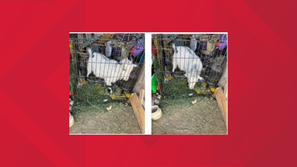 Ector County Sheriff's Office looking for owner of estray goat ...