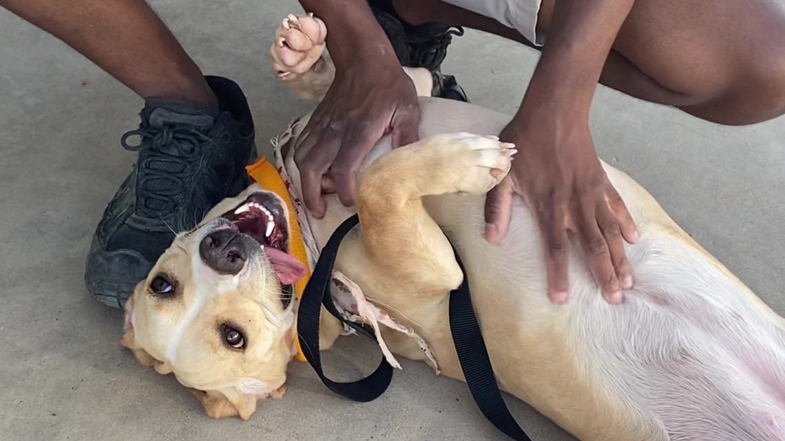 Meet Honey, NewsWest 9's Andrews Pet of the Week | newswest9.com