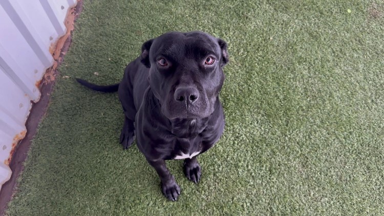 Meet Charlotte, NewsWest 9's Midland Pet of the Week | newswest9.com