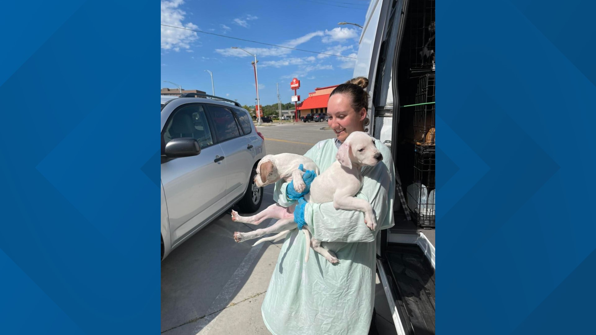 Midland Animal Shelter Adoptables help send 33 rescued dogs to Kansas ...