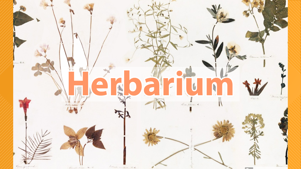 Teaching the children how to start a herbarium | newswest9.com