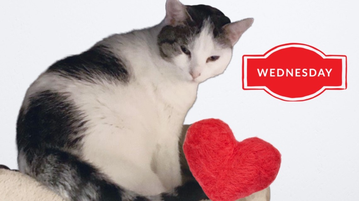 Meet Wednesday, NewsWest 9's Pet of the Week | newswest9.com