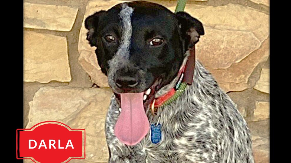 Meet Darla, NewsWest 9's Pet of the Week | newswest9.com