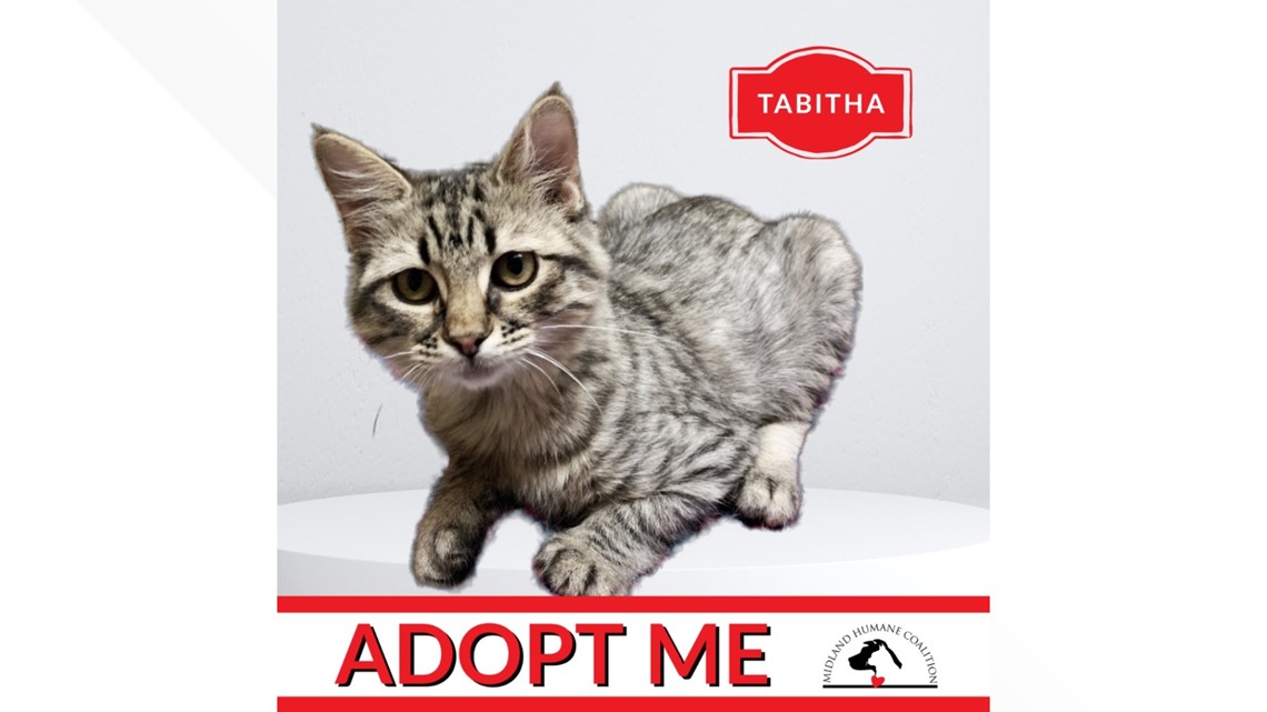 Meet Tabitha, NewsWest 9's Pet of the Week | newswest9.com