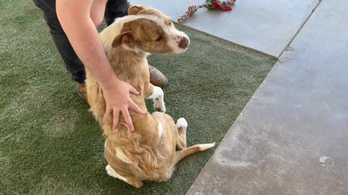 Meet Cupid, NewsWest 9's Midland Pet of the Week | newswest9.com