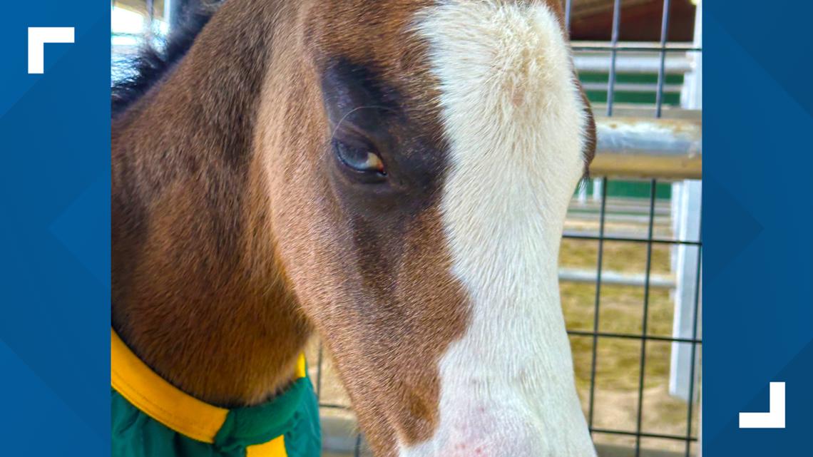 First Border Patrol baby horse Dolly born in Sierra Blanca | newswest9.com
