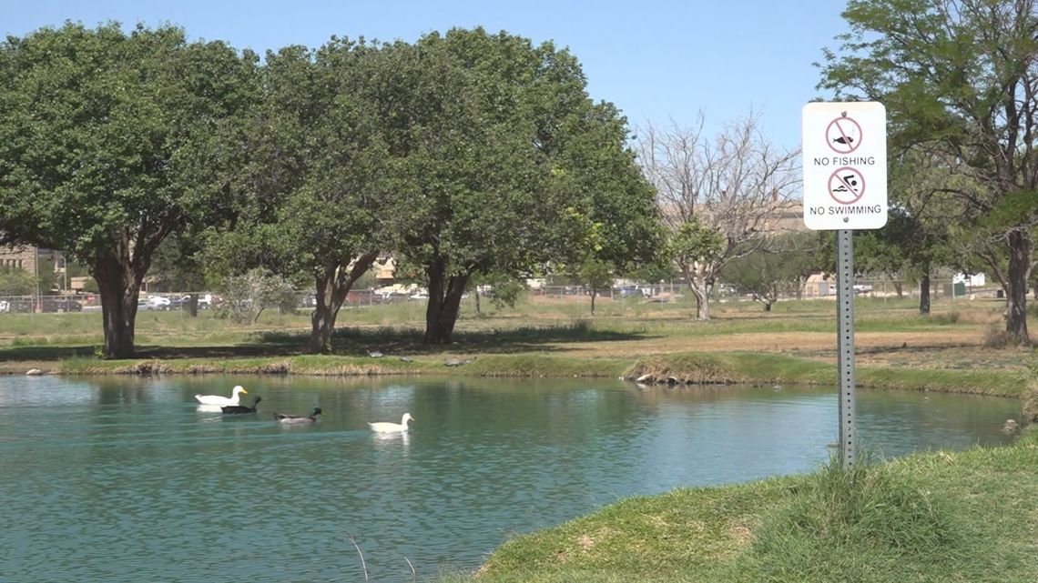 The peaceful beauty of UTPB's duck ponds | newswest9.com