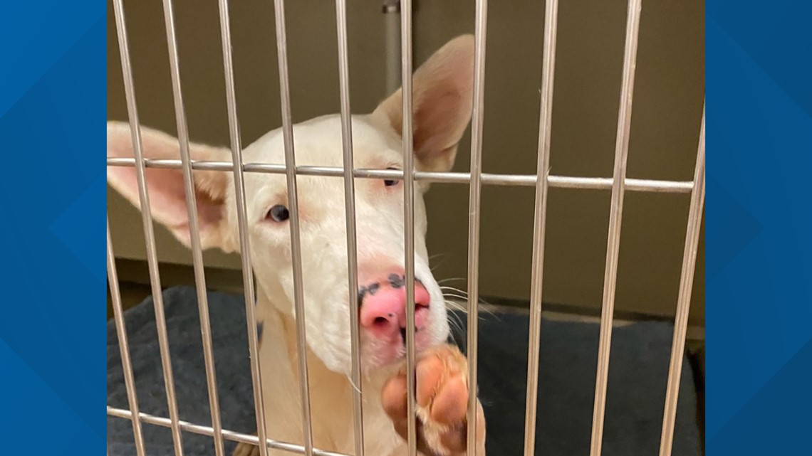 Meet Churro, NewsWest 9's Pet of the Week | newswest9.com