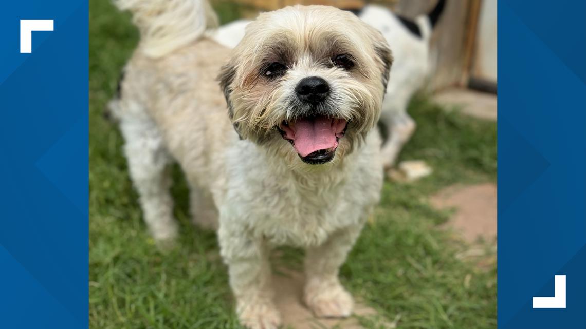 Meet Lady Misty, NewsWest 9's Pet of the Week, courtesy of Grand ...