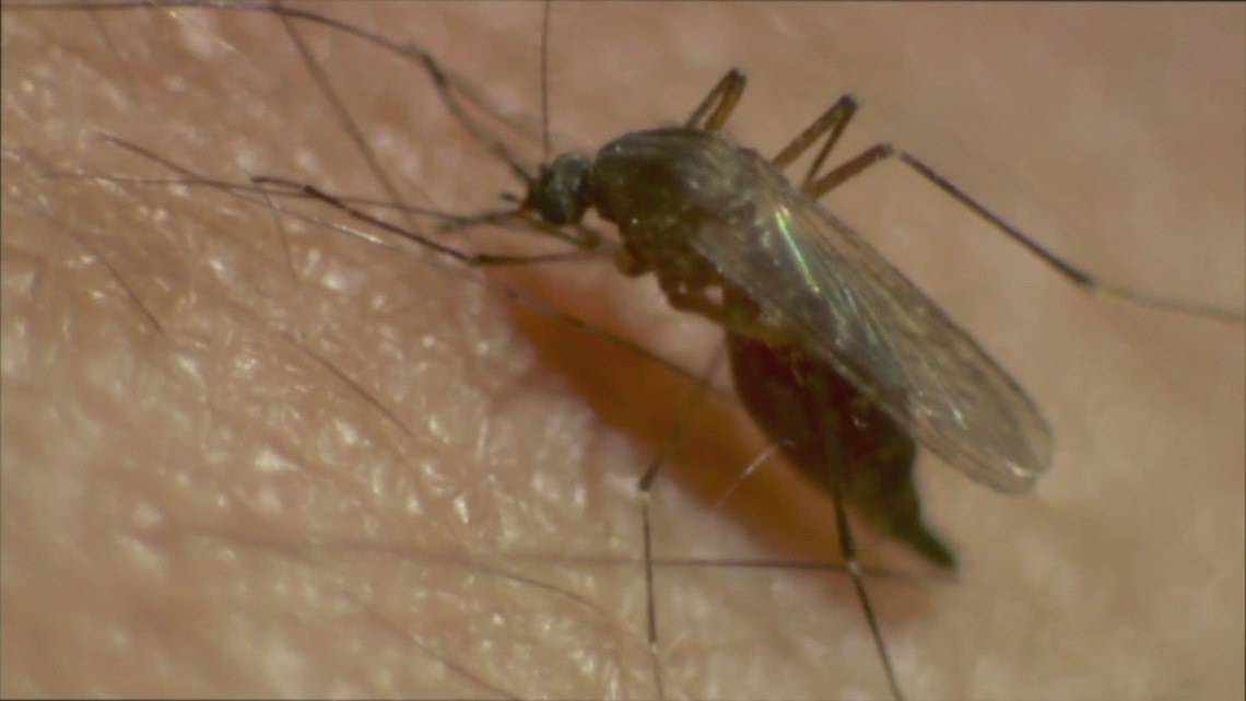 West Nile Virus confirmed in Midland County for first time in 2025 | newswest9.com