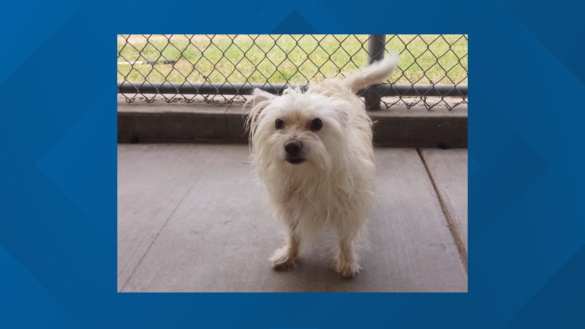 Meet Barbie, NewsWest 9's Midland Pet of the Week | newswest9.com