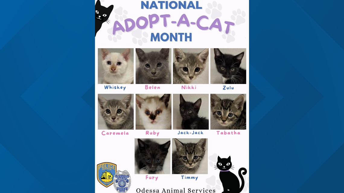 Odessa Animal Services to celebrate National Adopt-A-Cat Month | newswest9.com