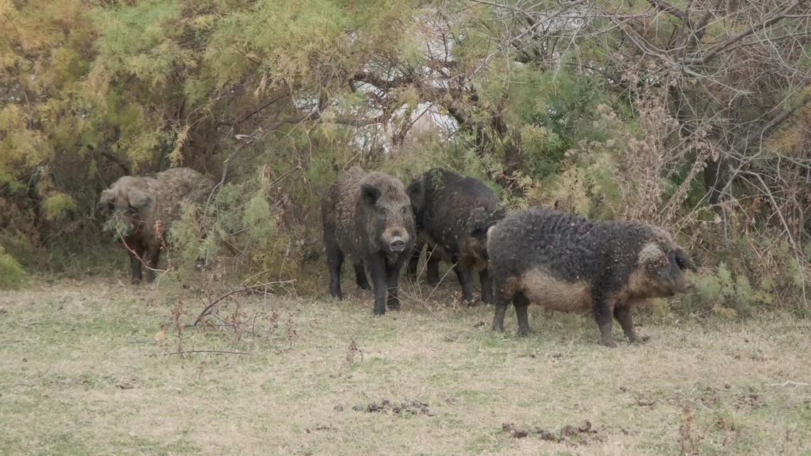 Trapping Feral Hogs Feral Hog Trapping Permits Available February 1,