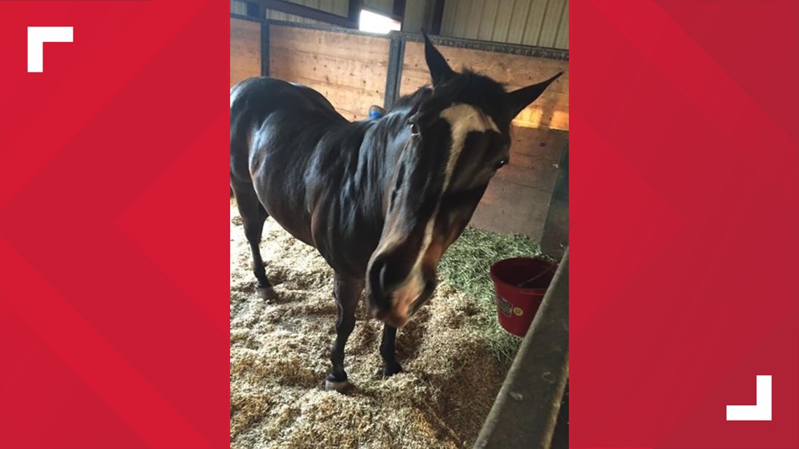 Horse hit, $30K of property damaged during reckless driving incident ...