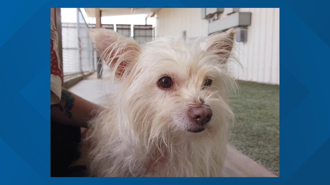 Meet Barbie, NewsWest 9's Midland Pet of the Week | newswest9.com