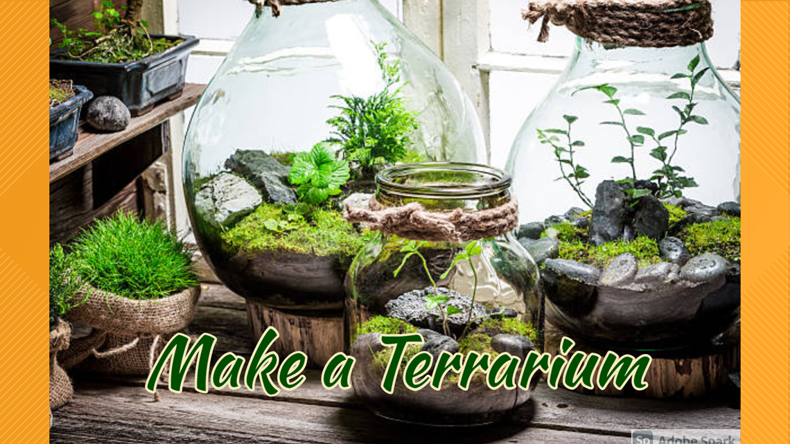 Make a terrarium for your next fun project | newswest9.com