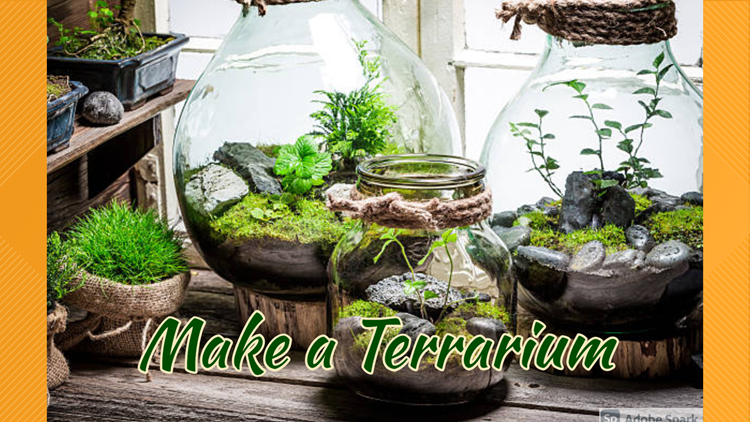 Make a terrarium for your next fun project | newswest9.com
