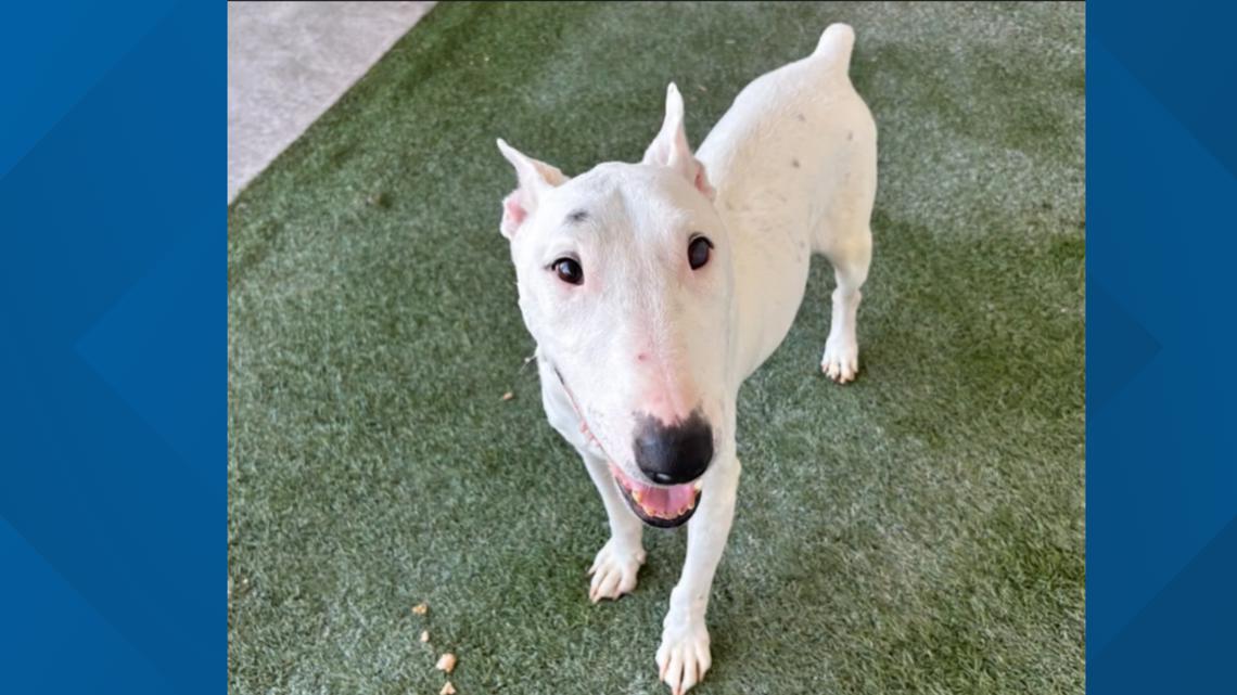 Meet Chico: Midland Humane Coalition's Pet of the Week | newswest9.com
