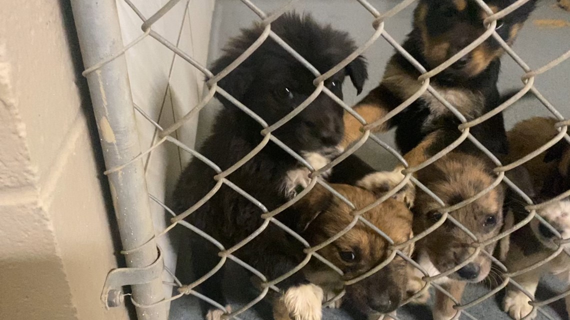 Andrews Animal Shelter faces overcrowding after windstorm, seeks public ...