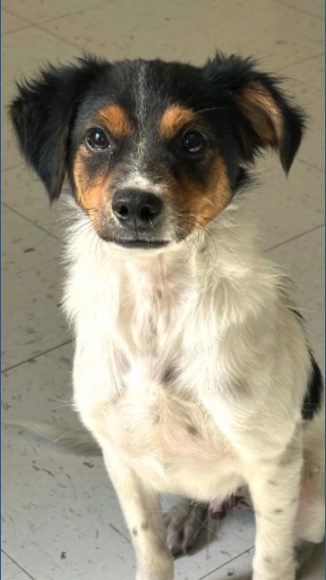 Meet Coby, Pet of the Week for Grand Companions | newswest9.com