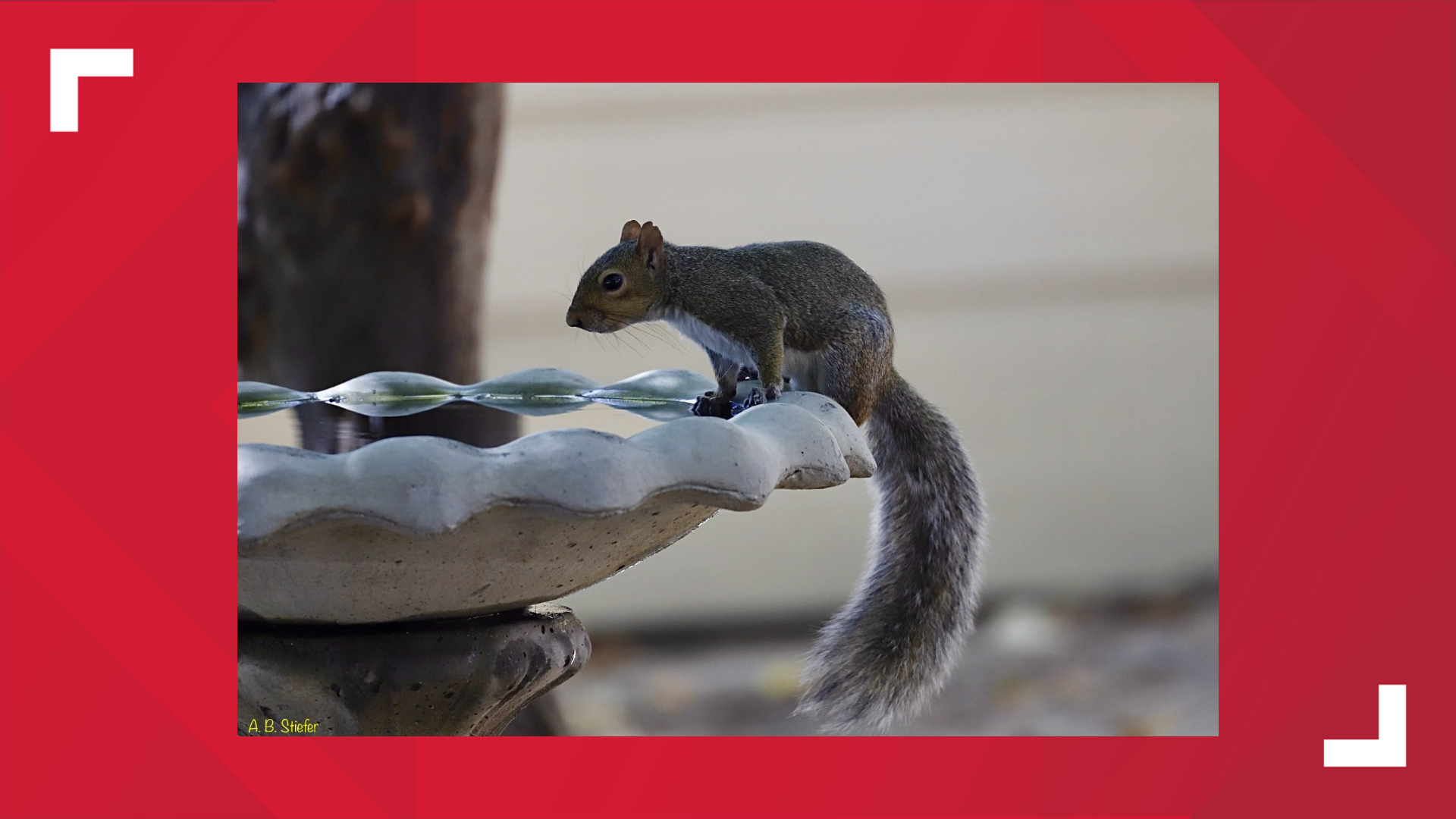 Acorns predict upcoming winter weather for this season | newswest9.com