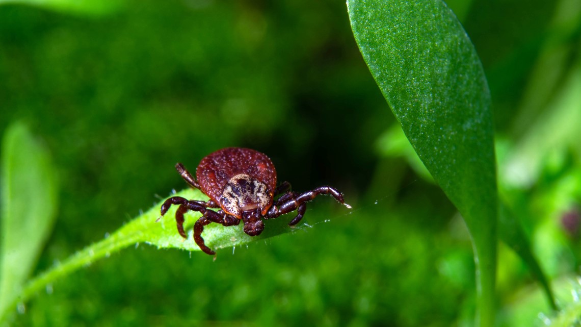 Fast facts about ticks | newswest9.com
