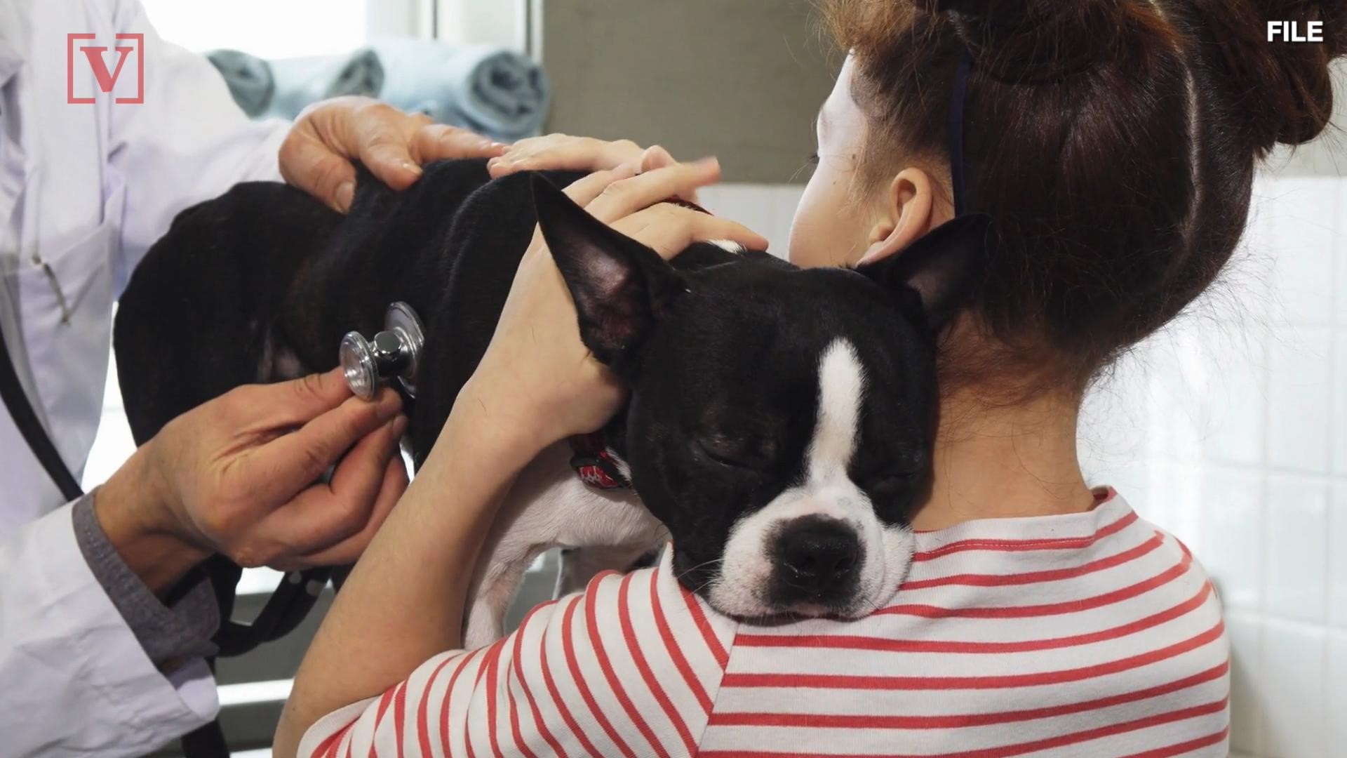 What Can Humans Catch From Dogs