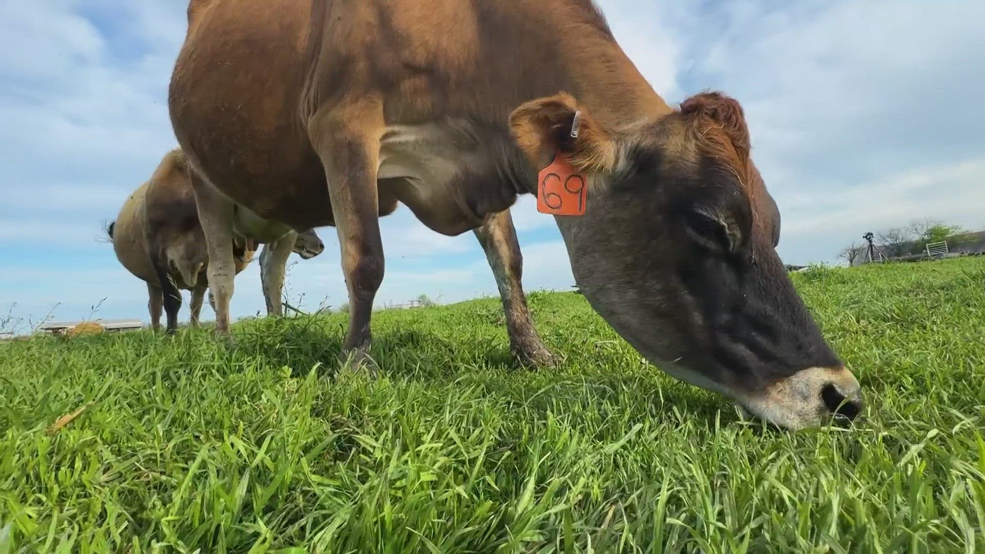 Bird flu discovered in Texas cows at dairy farms | newswest9.com