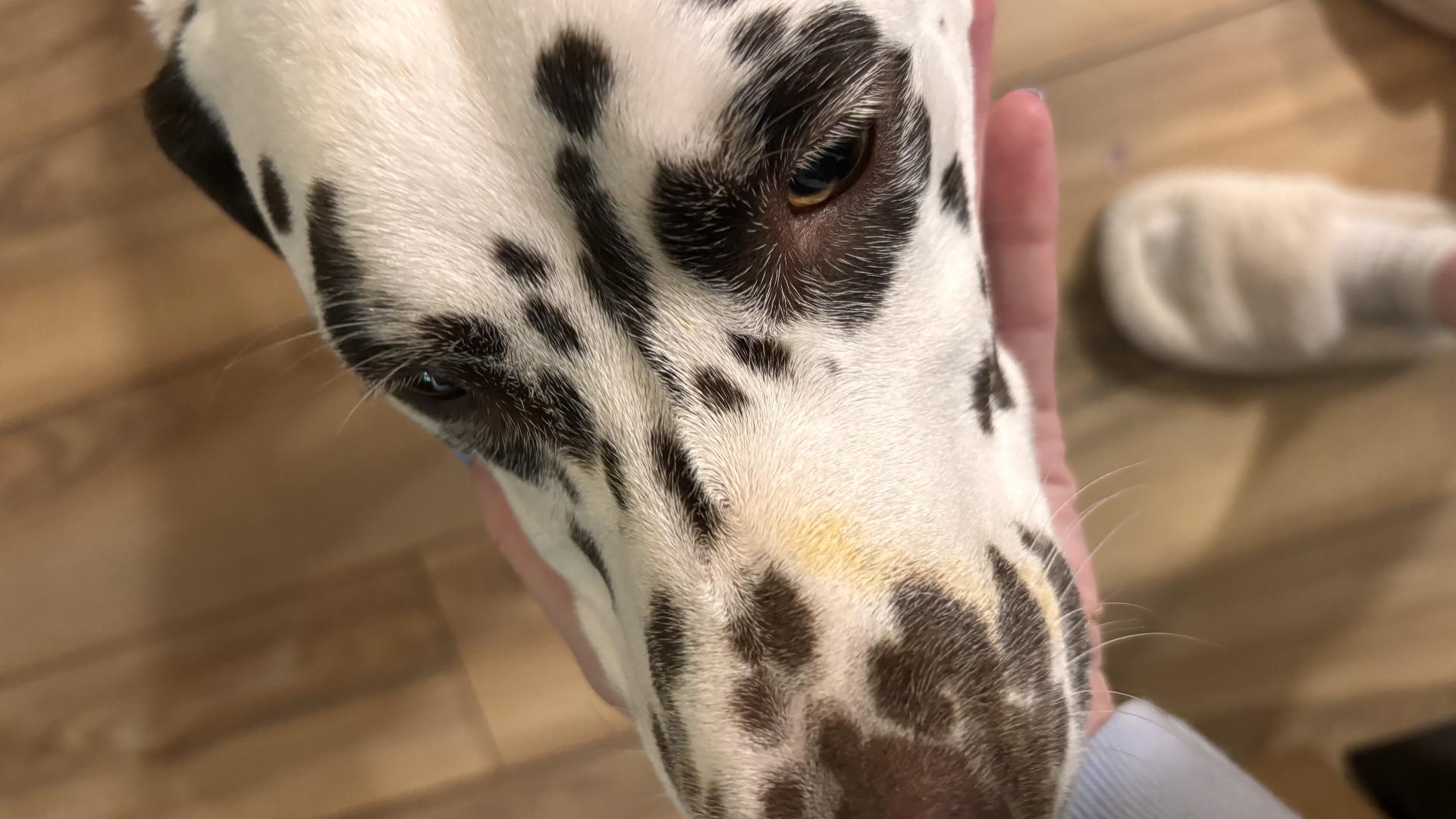 Anderson postman caught on video pepper-spraying dog | newswest9.com